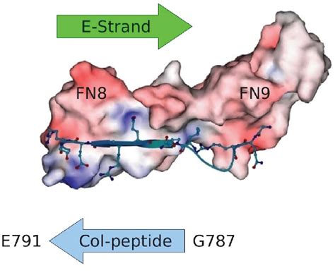 Collagen Peptide Bound To The Gelatin Binding Domain Of Fibronectin
