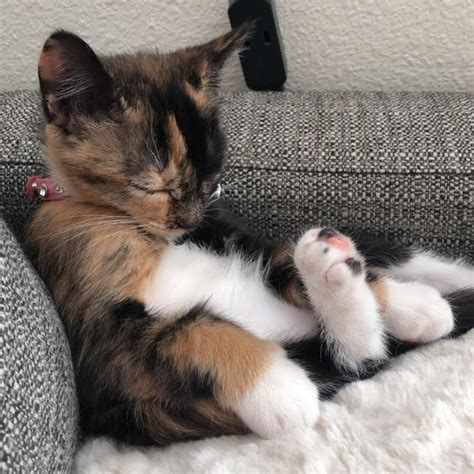 Emily Scheele Youtube