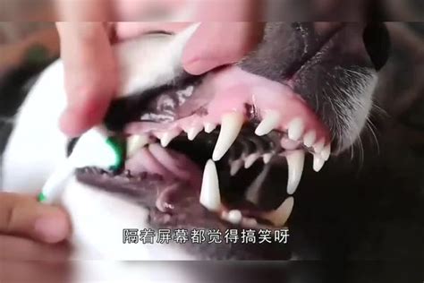 主人给哈士奇刷牙小家伙的反应太搞笑网友怂到家了