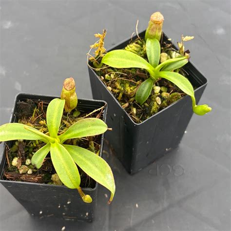 Nepenthes Rajah X Edwardsiana Pitcher N Moss