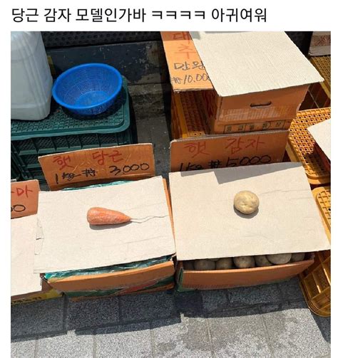 귀여운 당근과 감자 모델 네이트뷰