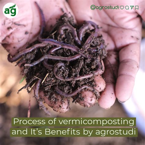 Process Of Vermicomposting And Its Benefits By Agrostudi