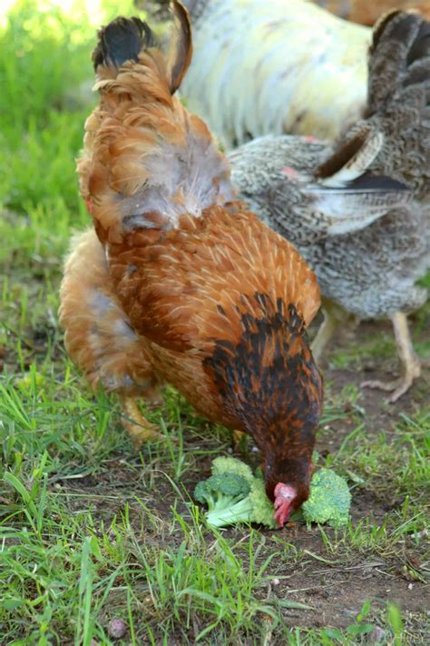 The 13 Best Natural Calcium Sources For Chickens