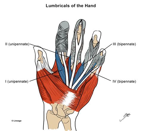 Lumbricals And Interossei Of Hand