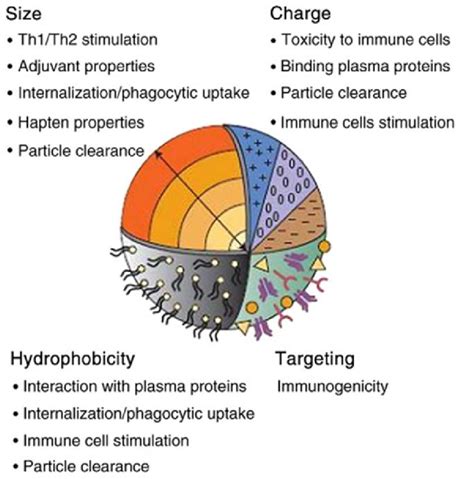 Important Factors Involved In The Biocompatibility And Toxicity Of Download Scientific Diagram