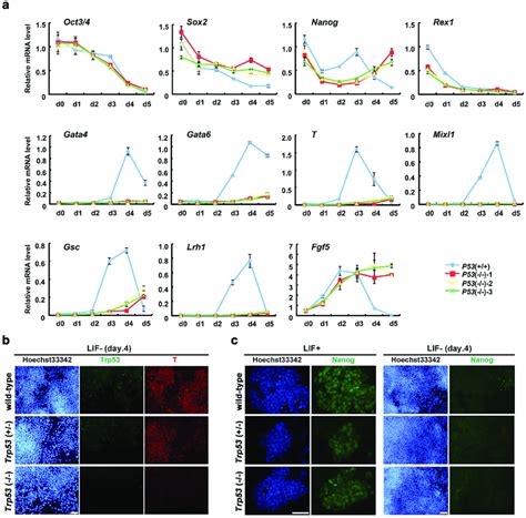Differentiation Of Trp53 Null Es Cells In Two Dimensional Culture