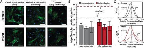 Cardiac Fibroblast Activation In Response To Dynamic Interventions A