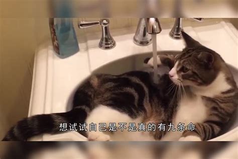 为什么总说“好奇心害死猫”，而不是害死别的动物？看完长见识了好奇心动物