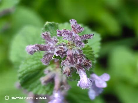 Here S Why The Huawei P Pro Is Dxomark S No Smartphone