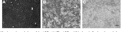 Figure 1 From Bladder Acellular Matrix Grafts Seeded With Adipose