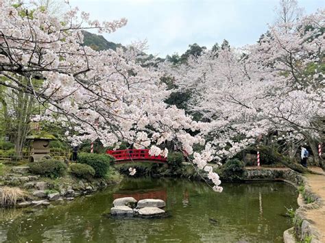 今年は屋台も出て賑やかさくら名所100選にも選ばれた打吹公園が満開を迎えています倉吉市 na naナーナ鳥取島根のグルメ