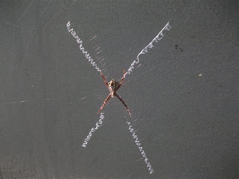 Cha Am Idlers Four Legged Spider