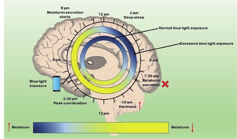 The Diagram Depicts The Human Biological Clock With The