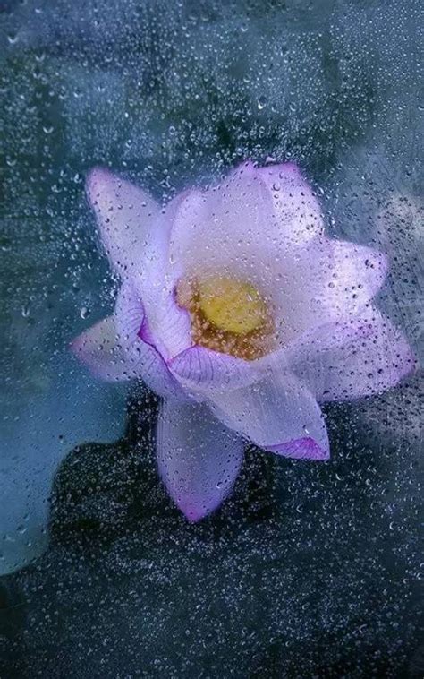 心如莲花 莲花壁纸 莲花图片手机壁纸 大山谷图库