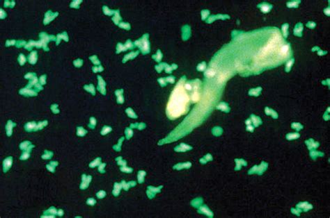Challenges In Engineering Microbes For Biofuels Production Science