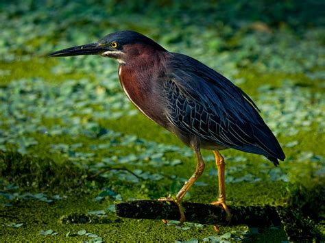 2023 Florida Birds And Wildlife Nettelhorst Images
