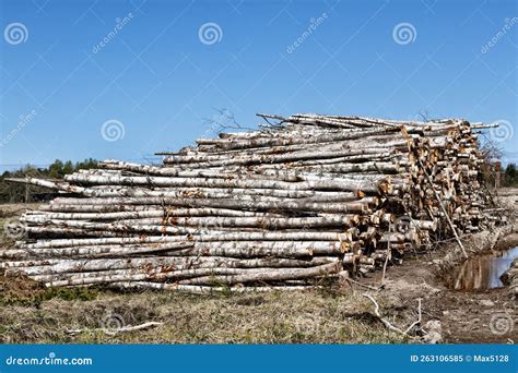 Stacks Of Logs Of Birch Stock Image Image Of Logging 263106585