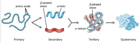 MODULE 5 HEREDITARY IQ1 Reproduction Flashcards Quizlet