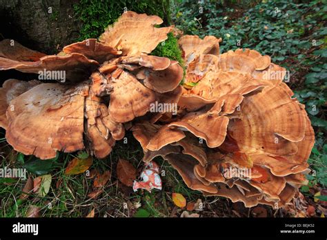Giant Polypore Bracket Fungus Black Staining Polypore Meripilus Giganteus Polyporus