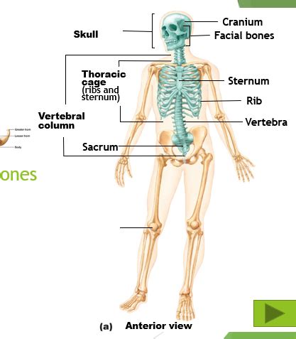 Skeletal System Flashcards Quizlet