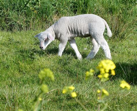Lamb Mammal Sheep Free Photo On Pixabay