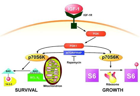 P70 S6 Kinase 1 Alchetron The Free Social Encyclopedia