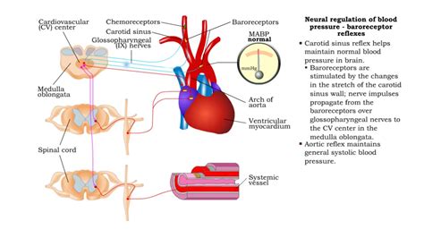 Where Are Peripheral Chemoreceptors Located