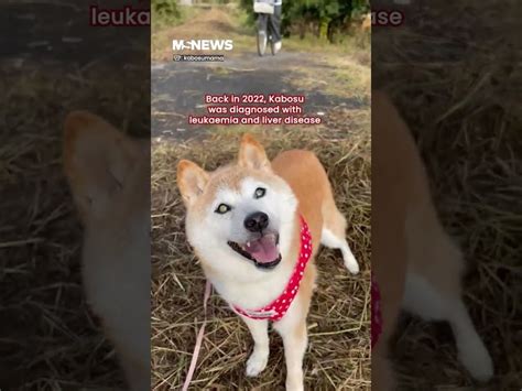 Shiba Inu In Viral Doge Meme Dies At Age 18 Nestia