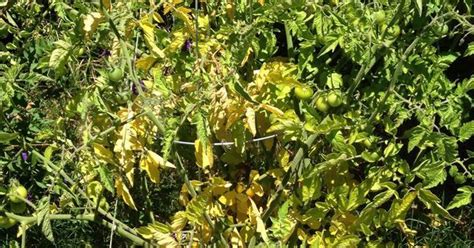Iron Deficiency In Tomato Plants Signs And Solutions Cultivating Green