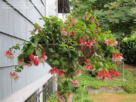 PlantFiles Pictures: Fuchsia, Double Fuchsia 'Swingtime' (Fuchsia) by ...