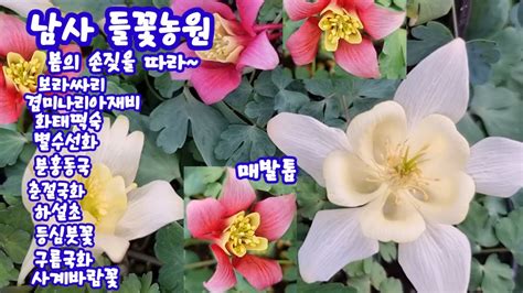 남사들꽃농원 봄꽃들의손짖~보라싸리매발톱겹미나리아재비화태떡숙별수선화분홍동국춘절국화등심붓꽃사계바람꽃가고소앵초별가가미하설초삼색앵초버들마편초양지꽃