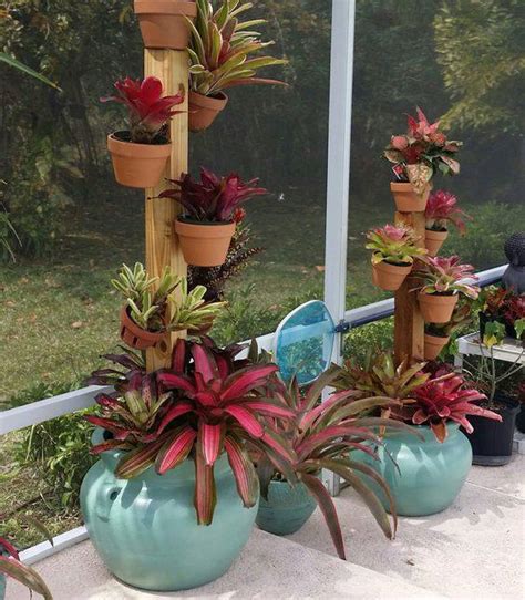 50 ไอเดียจัดสวนด้วย สับปะรดสี พันธุ์ไม้ทนแดด สีสันสดใส