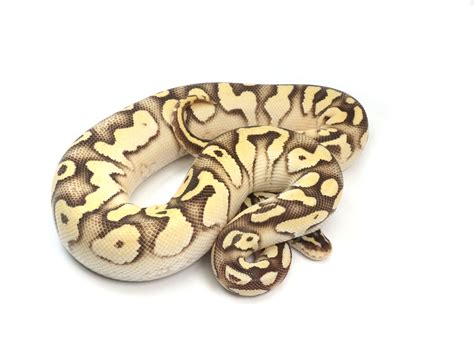2021 Female Pastel Bald Lucifer Fader Yellowbelly Ball Python New