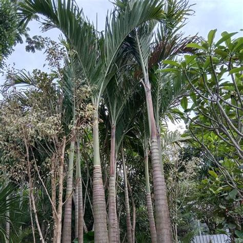 Jual Pohon Palm Putri Tinggi 4 Meter Kab Bogor Sahabat Tanaman Store Tokopedia