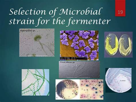 Bioprocess And Fermentation Technology Pdf Biological Sciences Science