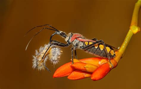 Assassin Bug Caught A Caterpillar Smithsonian Photo Contest