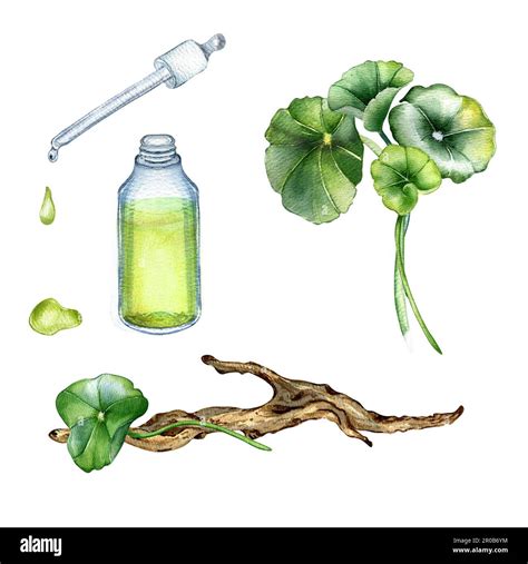 Centella Asiatica Essential Oils Wooden Branch Watercolor