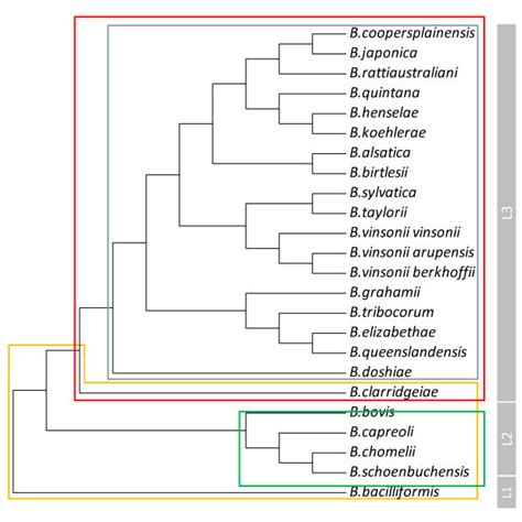 Molecular Phylogenetic Analysis Of The 24 Extant Validated Bartonella