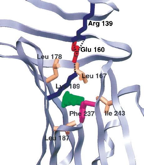 Close Up Of The C Terminal Domain Potential Ligand Binding Pocket The