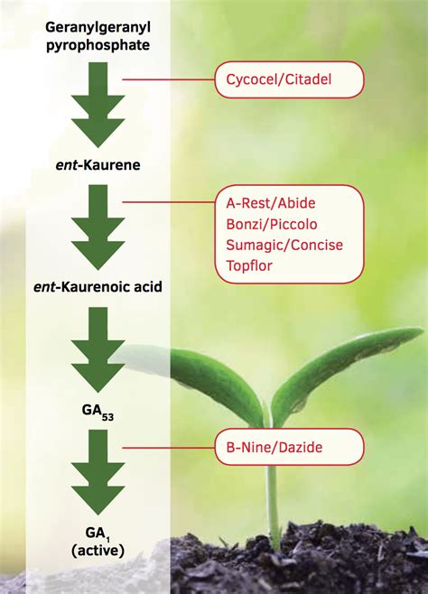 Understanding How Pgrs Work Greenhouse Product News