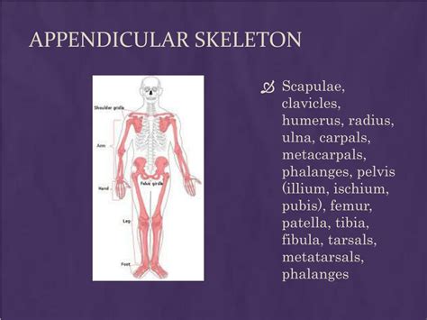 Ppt Ib Skeletal System Powerpoint Presentation Free Download Id