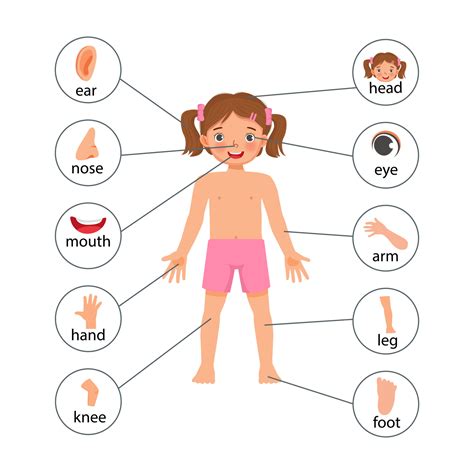 Girl Diagram