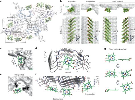 Cryo Em Structure Of The Cca α Syn Fibril A Cross Sectional View Of