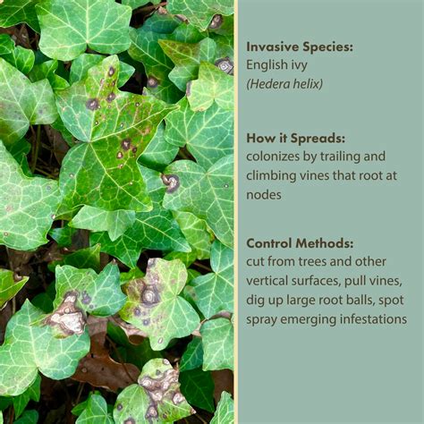 Invasive Species Awareness Week — Ruffner Mountain