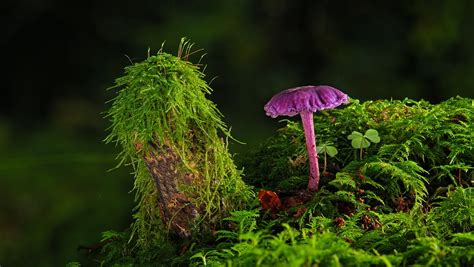 Pilz Moos Waldboden Kostenloses Foto Auf Pixabay Pixabay