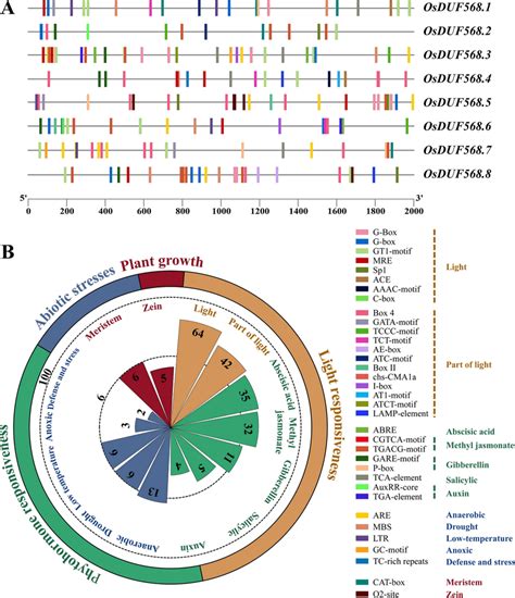 Identification Of Cis Acting Elements In Osduf568 Genes A Distribution