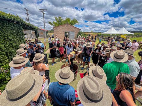 Vindima Em Morro Do Chapéu Tem Grande Potencial Turístico Afirma