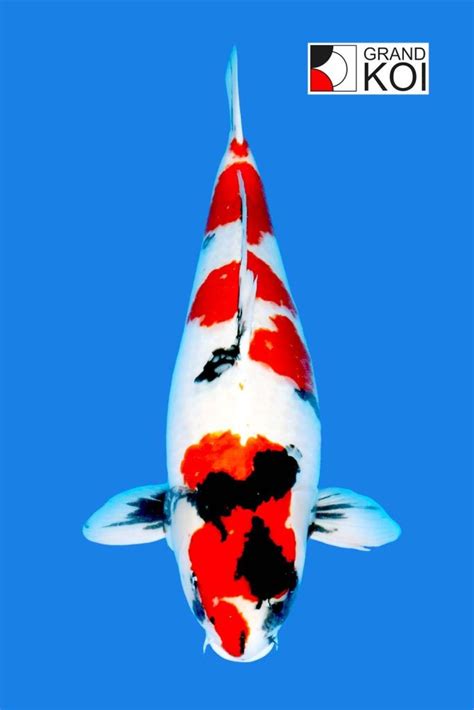 Showa Grand Koi Llc