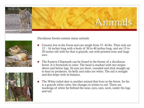 Ppt Deciduous Forest Powerpoint Presentation Id2449780