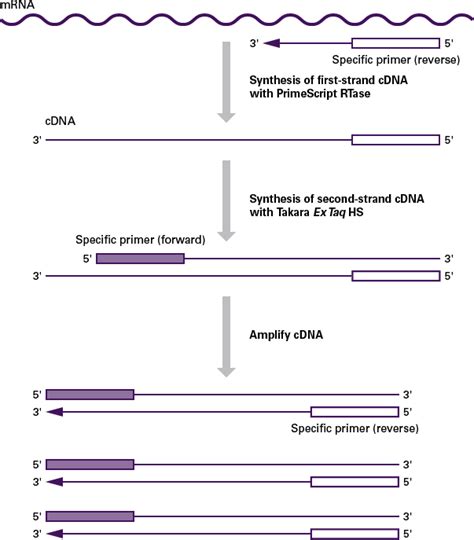 One Step RT QPCR Kits